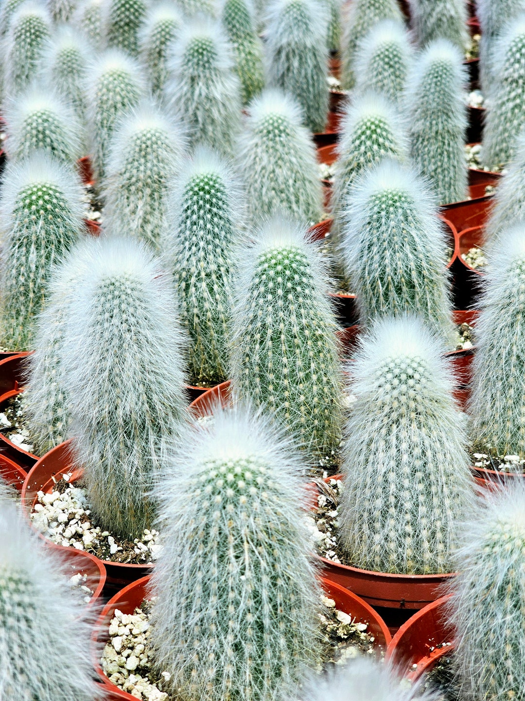 Live Cactus Plant, Old Man Cactus, Fuzzy Cactus, White Cactus. - Etsy