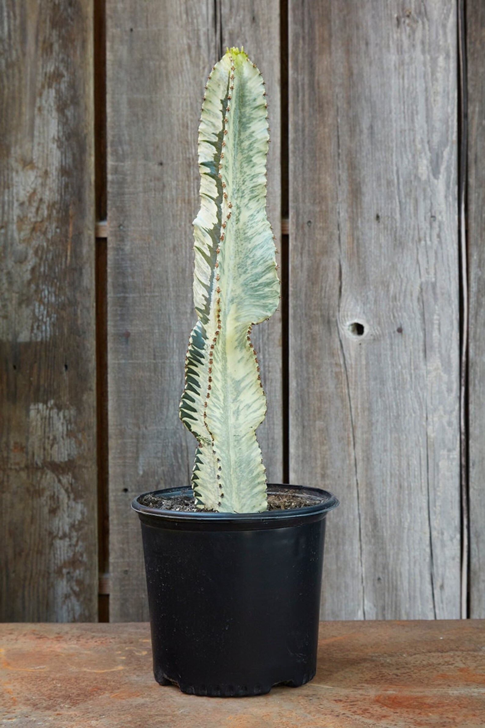 Euphorbia Ammak Variegated – African Candelabra Succulent, Bare Root ...
