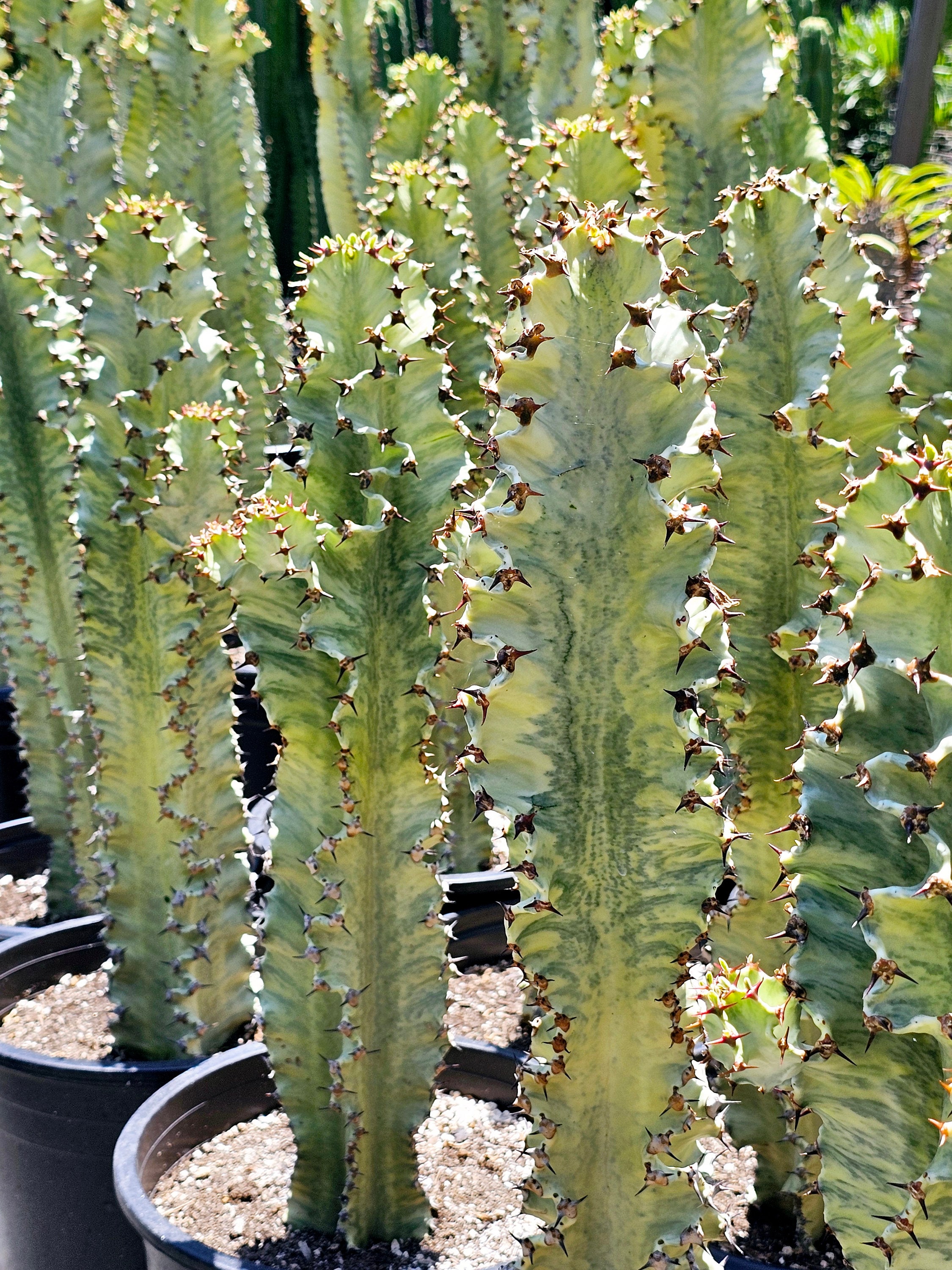 Euphorbia Ammak Variegated – African Candelabra Succulent, Bare Root ...
