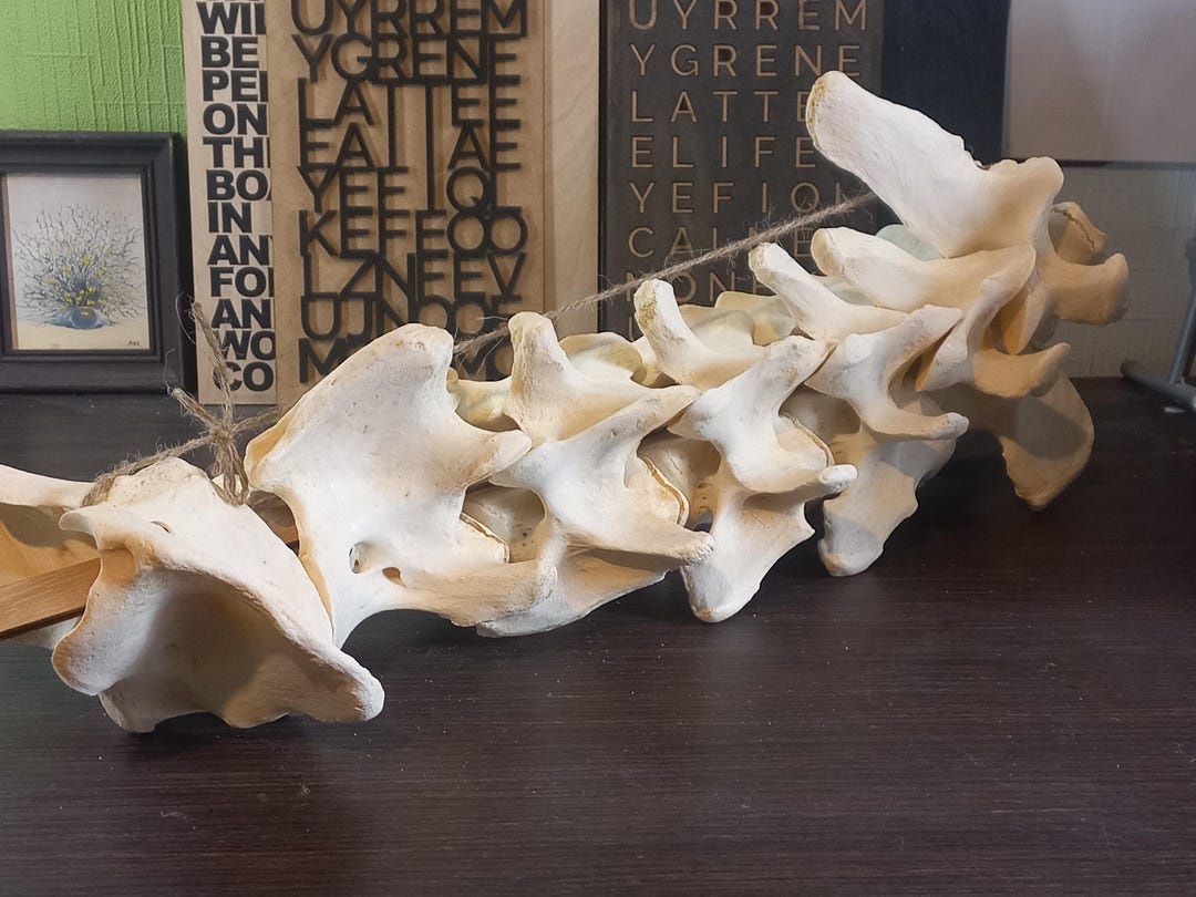 Natural Cow Cervical Vertebrae Bones 7 Vertebrae Set Processed Cleaned ...