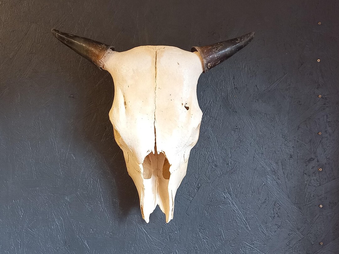 Real Bull Skull, Cattle Skull With Horns 03.0624 Width 46cm - Etsy