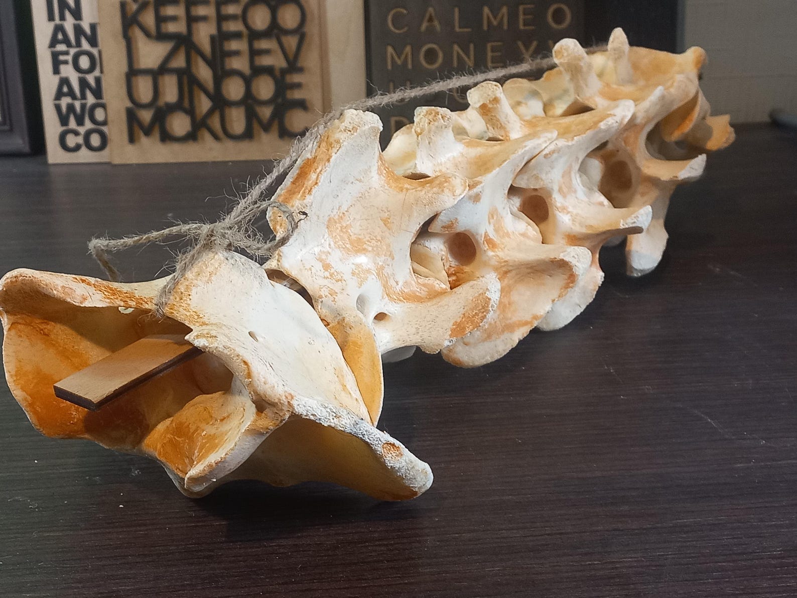 Natural Cow Cervical Vertebrae Bones 6 Vertebrae Set | Processed ...