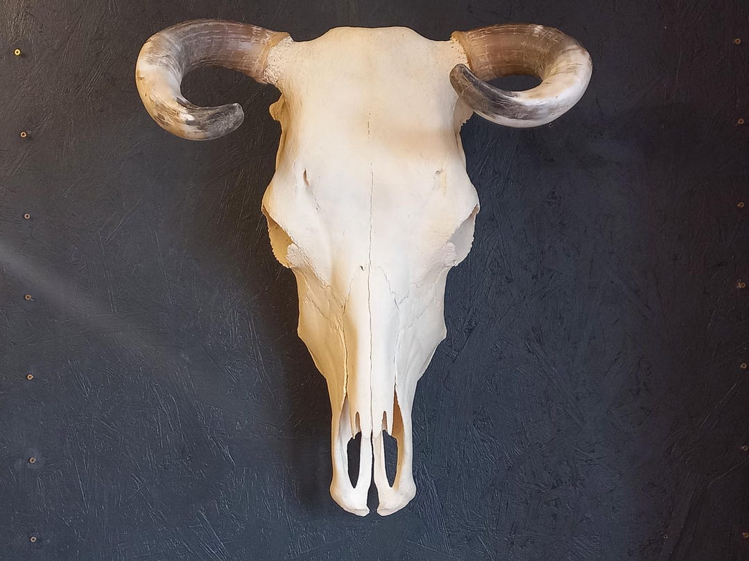 Real Cow Skull, Cattle Skull With Horns #04.0125 Width 41cm - Etsy