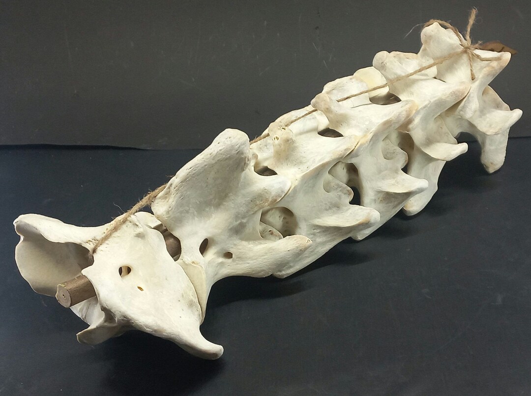 Natural Cow Cervical Vertebrae Bones 6 Vertebrae Set Processed Cleaned ...