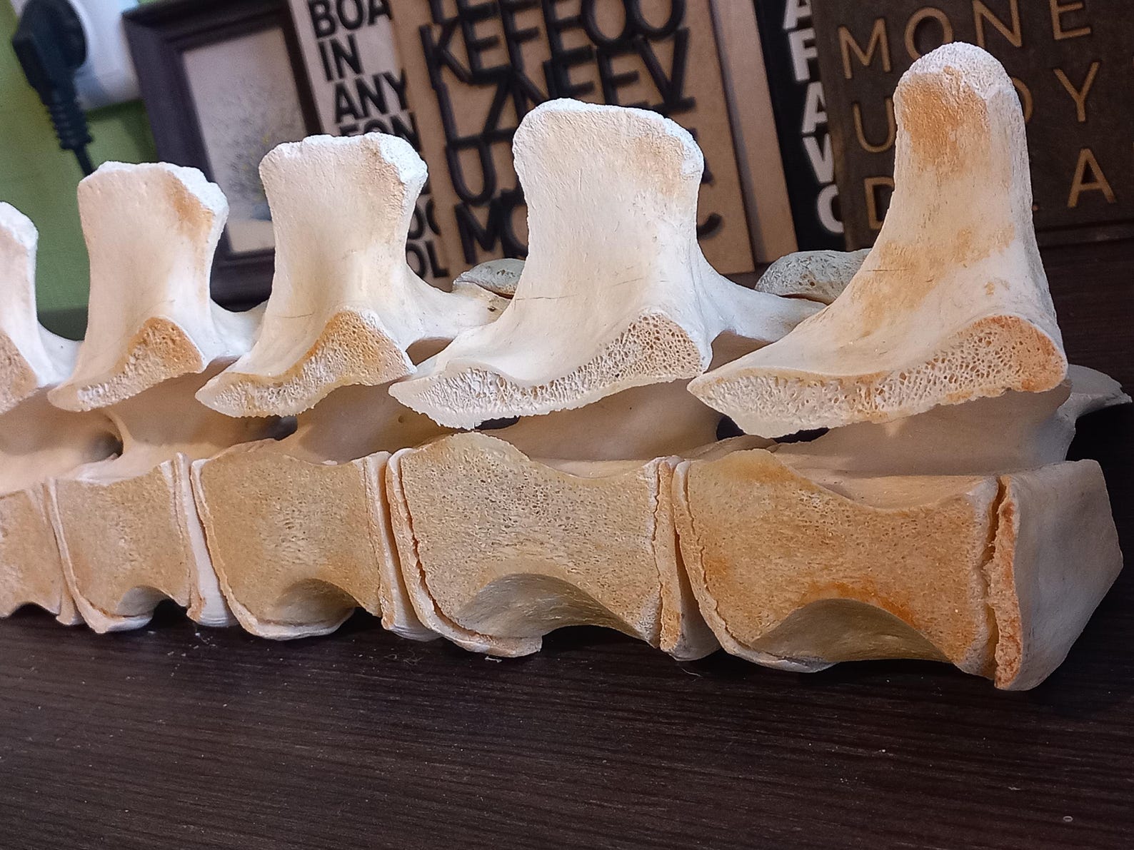 Natural Cow Vertebrae Bones 6 Vertebrae Set Processed Cleaned Whitened ...