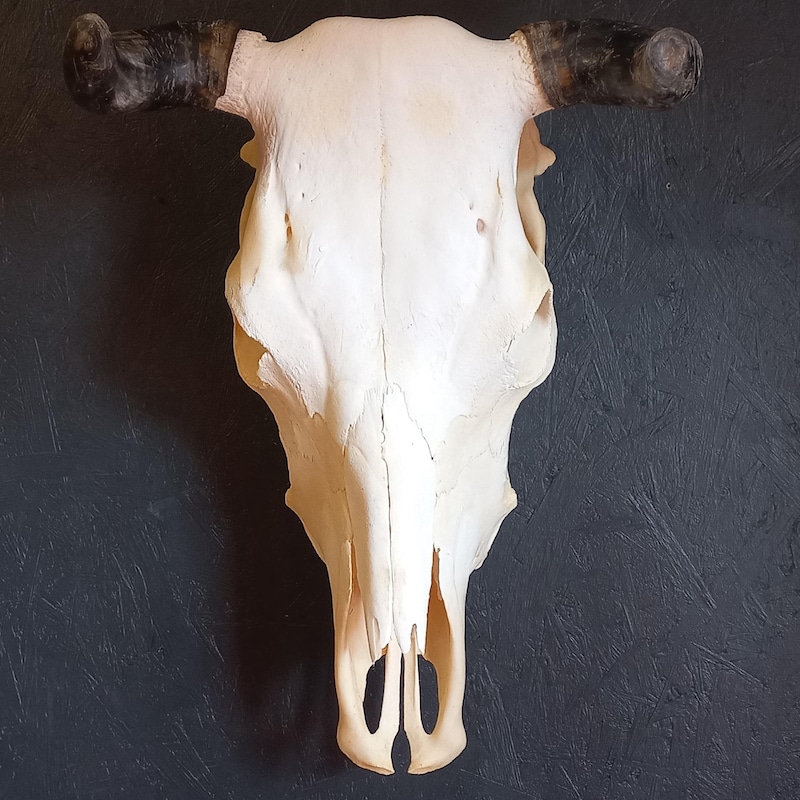 Real Bull Skull - Etsy