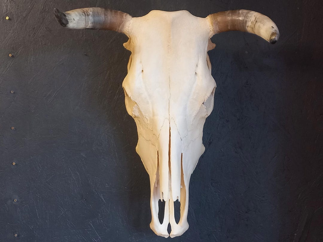 Real Cow Skull, Cattle Skull With Horns 02.0125 Width 43cm - Etsy