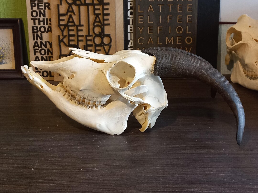 Real Goat Skull Authentic Female Domestic Goat Skull Specimen G2.1124 ...