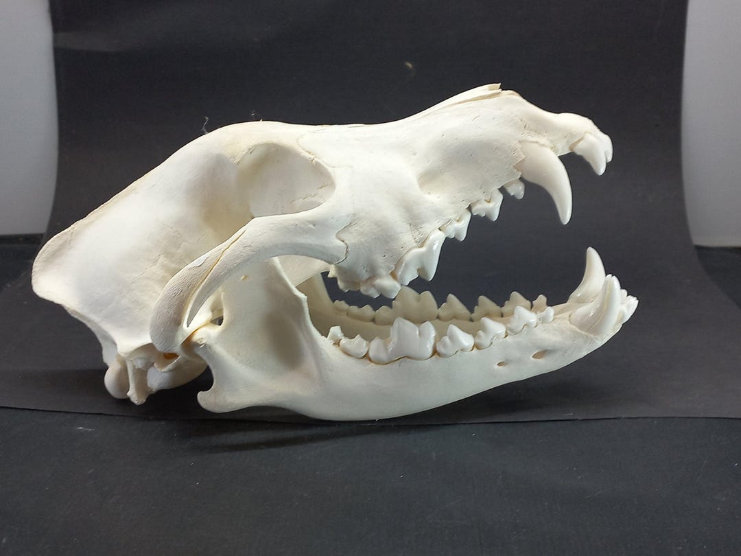 Beast Predator Real Natural Skull With Jaw Glued to the Skull, Intact ...