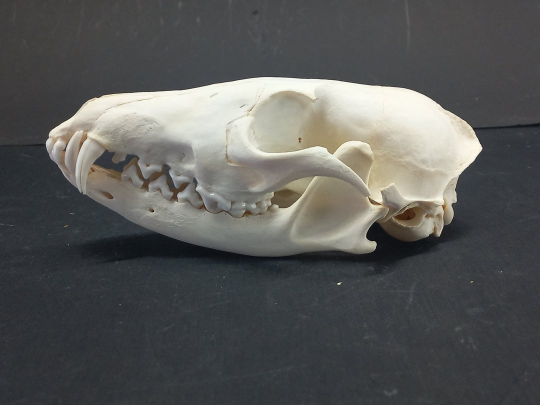 Real Red Fox Skull. Fox Skull With Jaw F1.0524 Animal Skull - Etsy