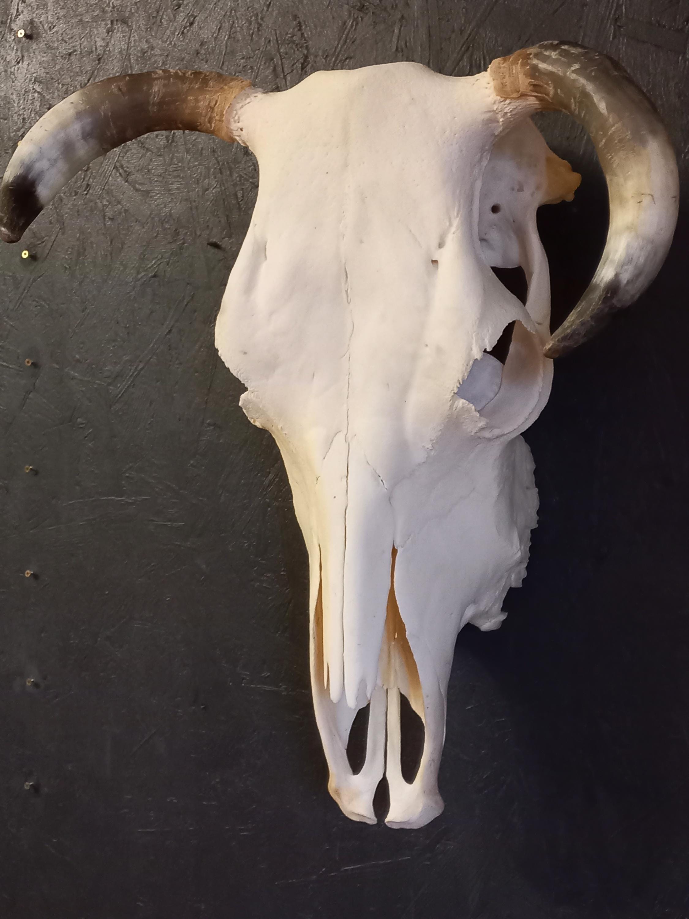 Real Cow Skull, Cattle Skull With Horns 01.1124 Width 42cm - Etsy