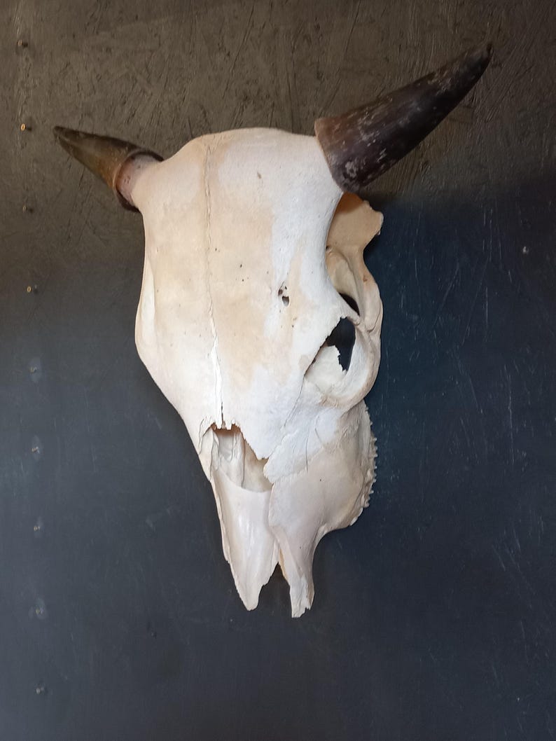 Real Bull Skull, Cattle Skull With Horns 03.0624 Width 46cm - Etsy