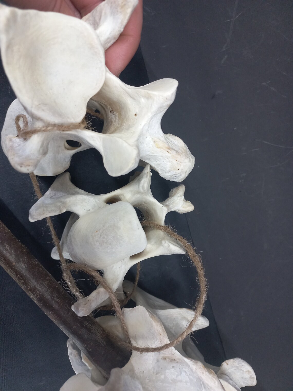 Natural Cow Cervical Vertebrae Bones 6 Vertebrae Set Processed Cleaned ...