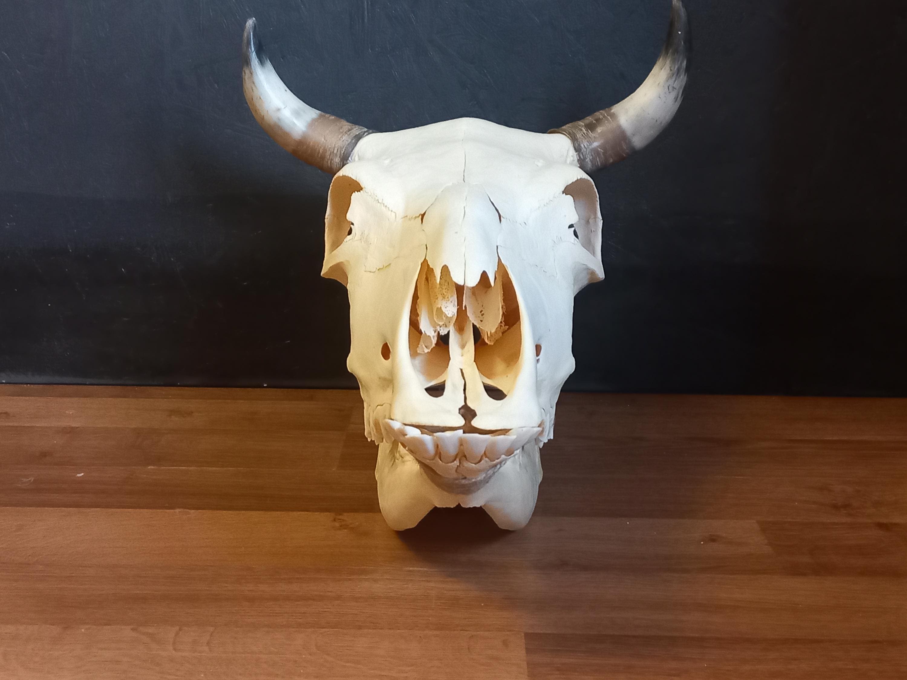 Real Cow Skull, Cattle Skull With Horns #060125 Width 38cm - Etsy