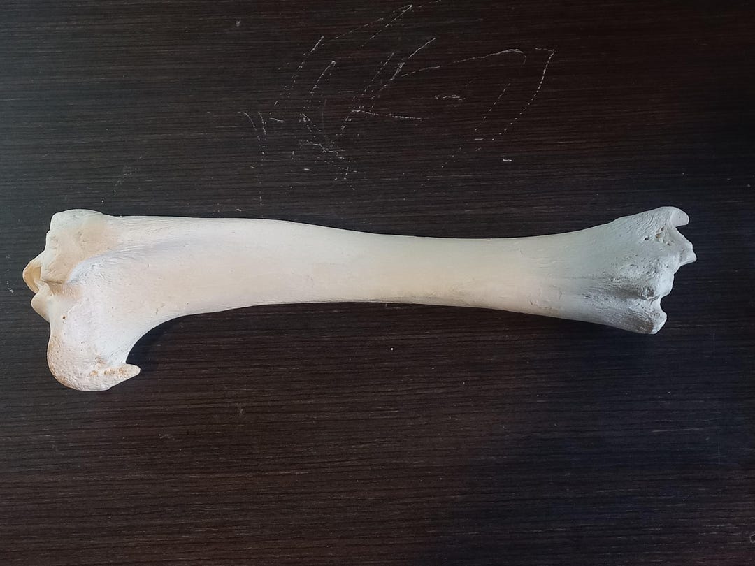 Natural Cow Tibia Bone Beef Tibia Bone , Processed Cleaned Whitened ...