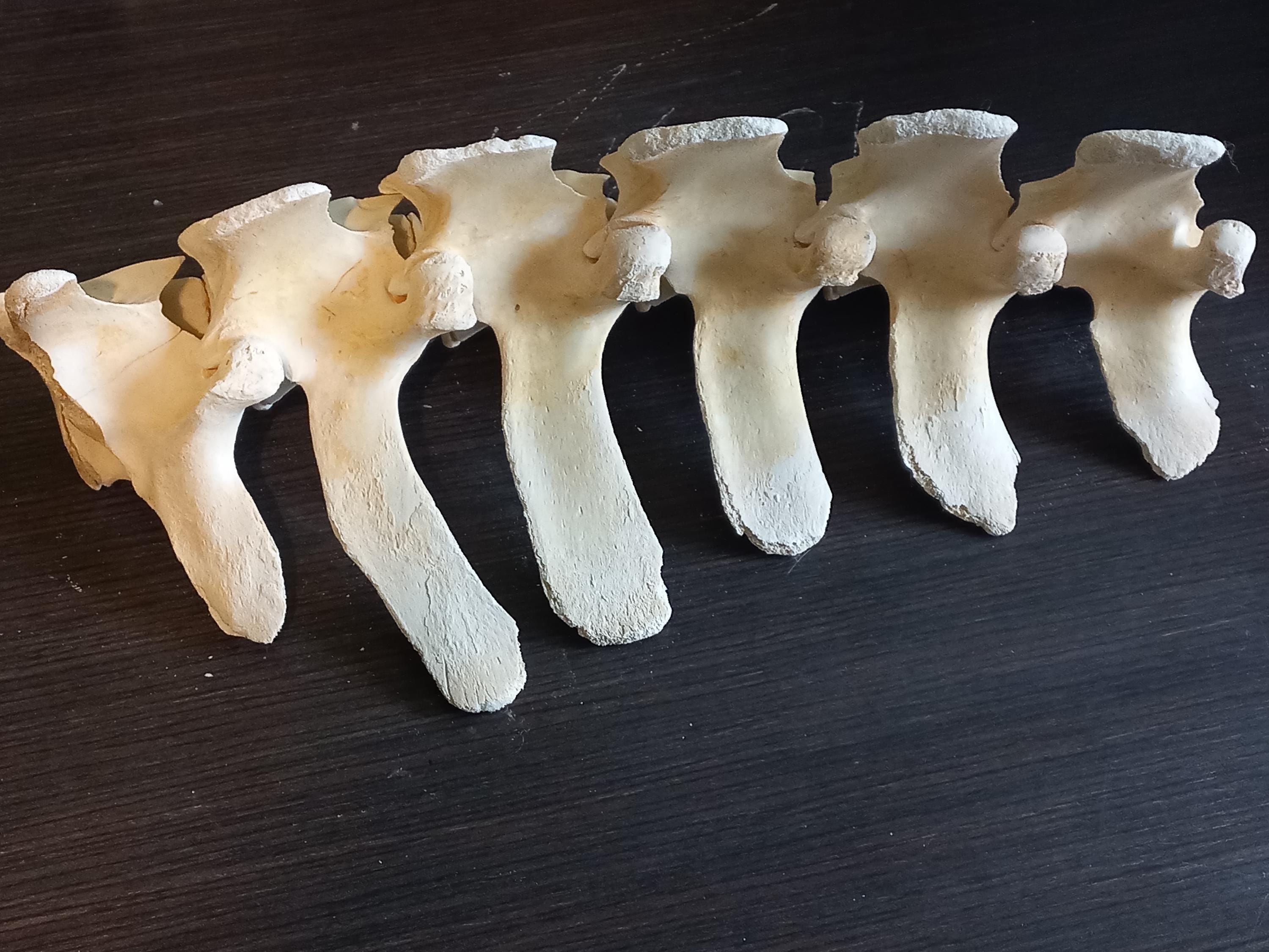 Natural Cow Vertebrae Bones 6 Vertebrae Set Processed Cleaned Whitened ...