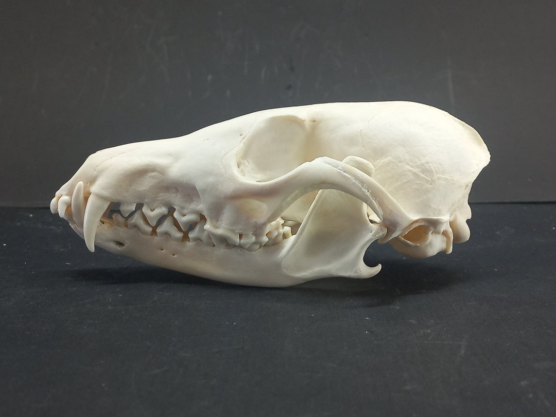 Real Red Fox Skull. Fox Skull With Jaw F7.0524 Animal Skull - Etsy