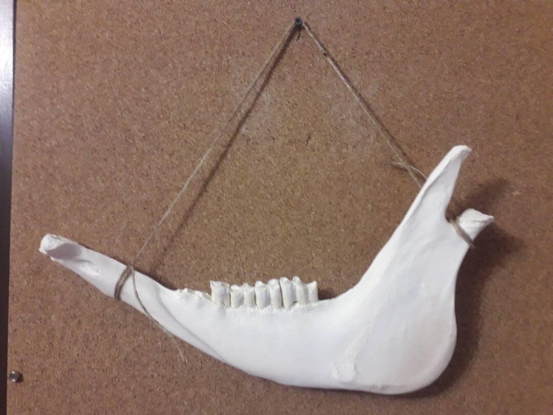 Natural Cow Jaw Bone | Real Cow Jaw Bone, Processed Cleaned Whitened ...