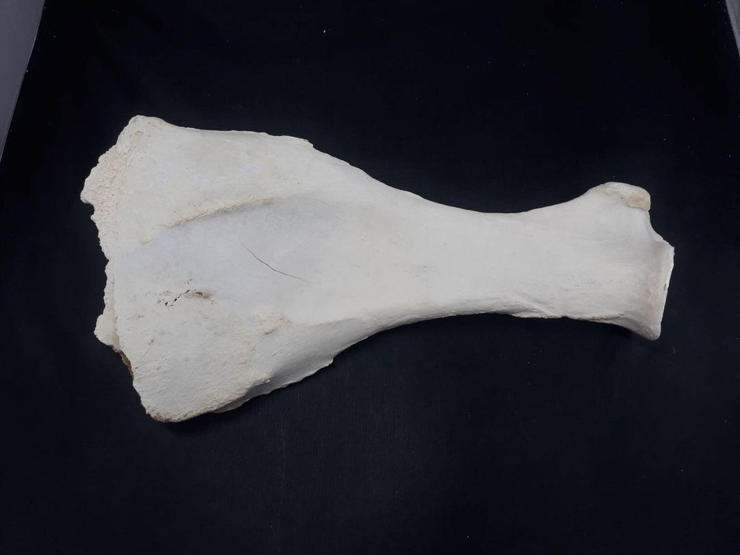 Natural Cow Scapula Bone, Processed Cleaned Whitened Degreased - Etsy