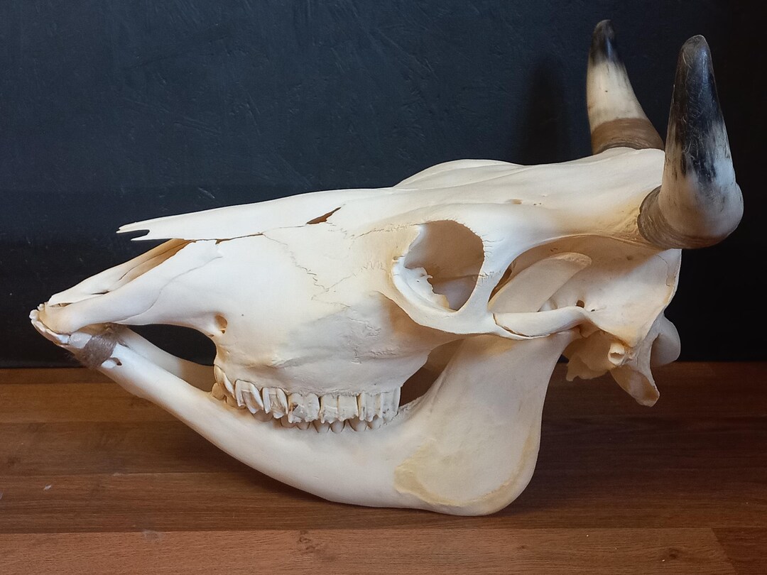 Real Cow Skull, Cattle Skull With Horns #060125 Width 38cm - Etsy