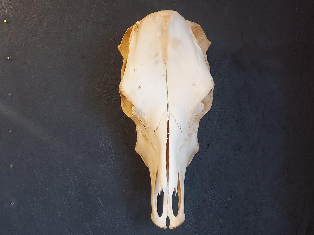 Real Hornless Cow Skull #09.0524, Real Animal Skull Length 50cm - Etsy