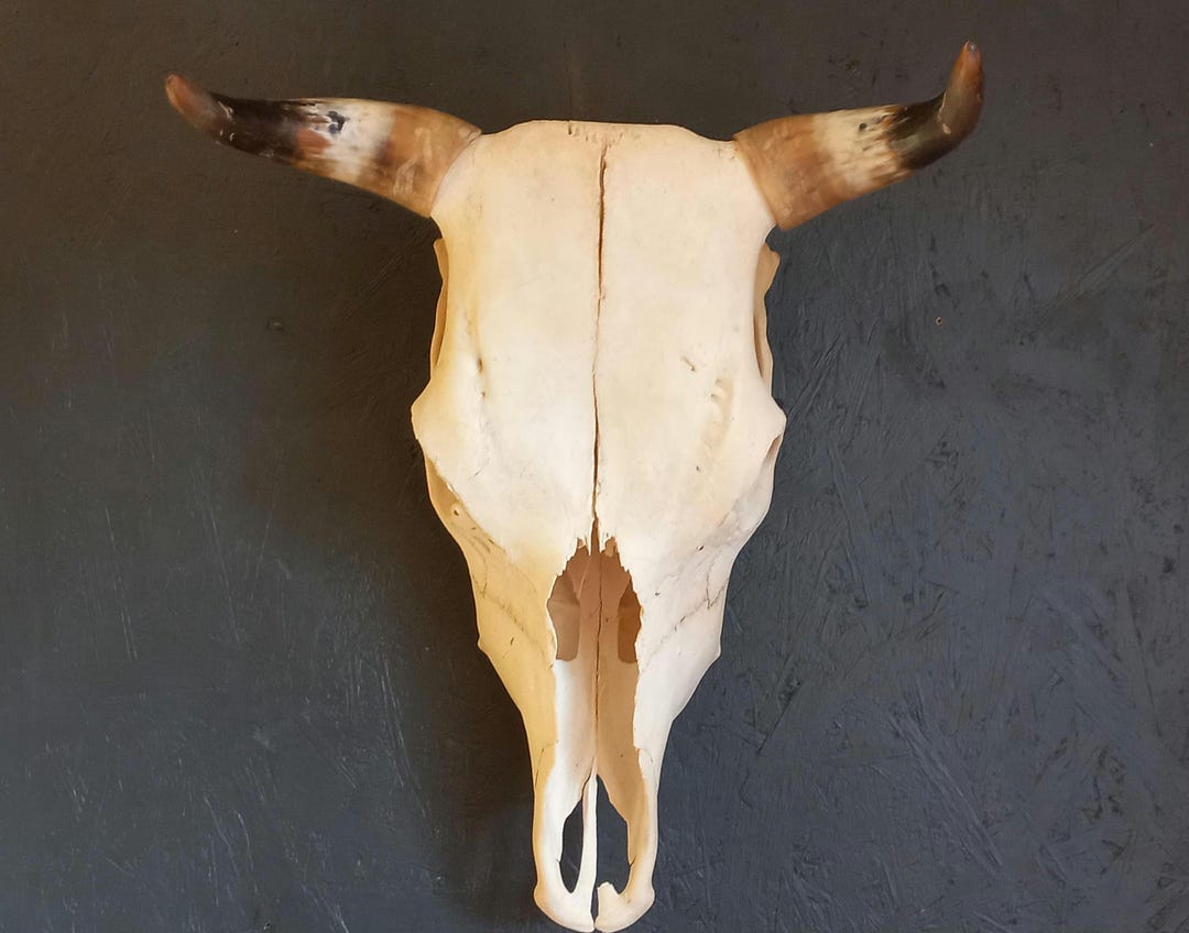 Real Cow Skull, Cattle Skull With Horns 14.1024 Width 39cm - Etsy