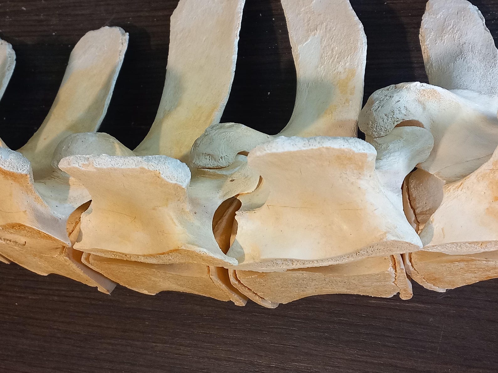 Natural Cow Vertebrae Bones 6 Vertebrae Set Processed Cleaned Whitened ...