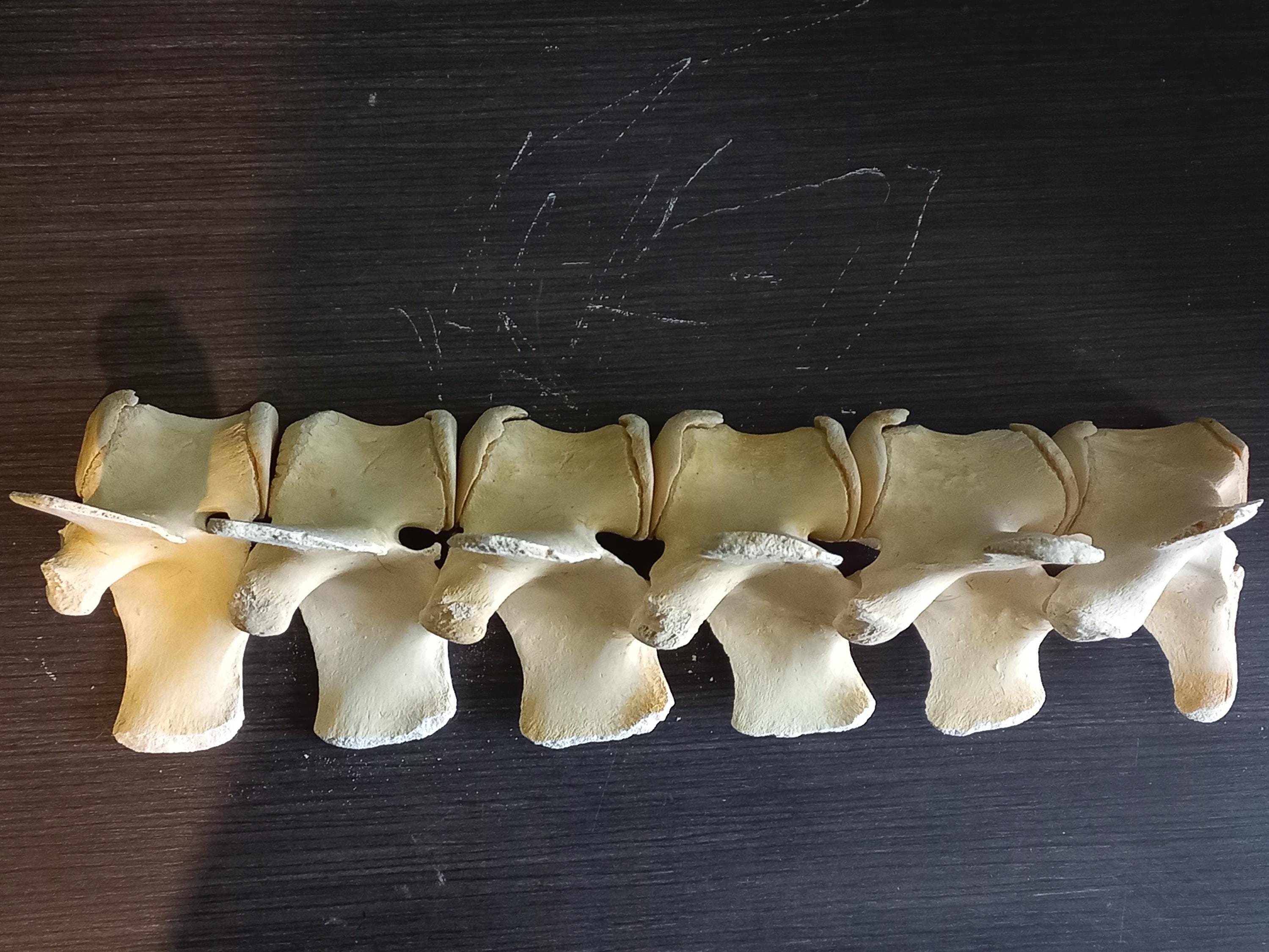 Natural Cow Vertebrae Bones 6 Vertebrae Set Processed Cleaned Whitened ...