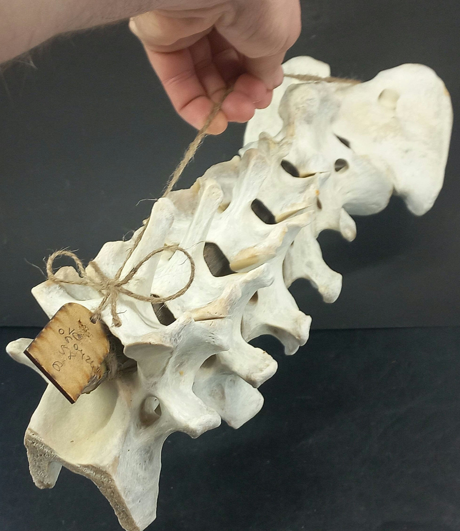 Natural Cow Cervical Vertebrae Bones 6 Vertebrae Set Processed Cleaned ...