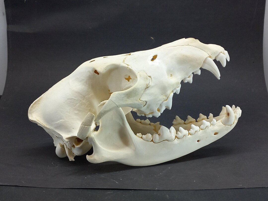Beast Predator Real Natural Skull With Jaw Glued to the Skull, Intact ...