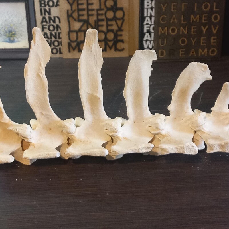 Animal Bones - Etsy