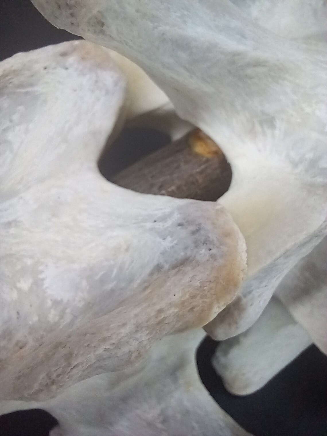 Natural Cow Cervical Vertebrae Bones 6 Vertebrae Set Processed Cleaned ...