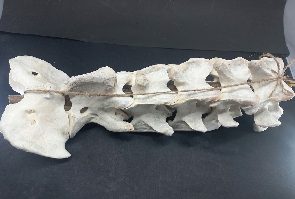 Natural Cow Cervical Vertebrae Bones 6 Vertebrae Set Processed Cleaned ...