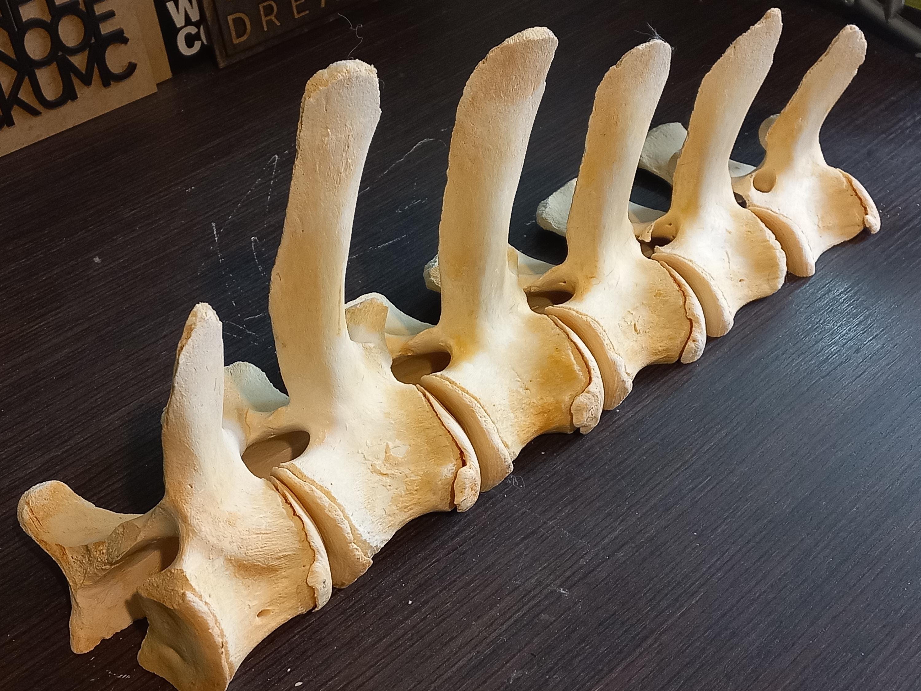 Natural Cow Vertebrae Bones 6 Vertebrae Set Processed Cleaned Whitened ...