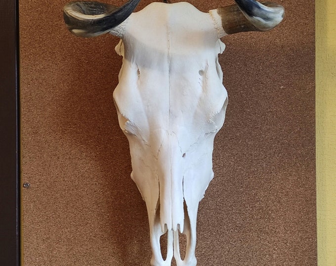 Cow Skull 08LR1222, Natural, Width With Horns 38cm for Art, DIY and ...