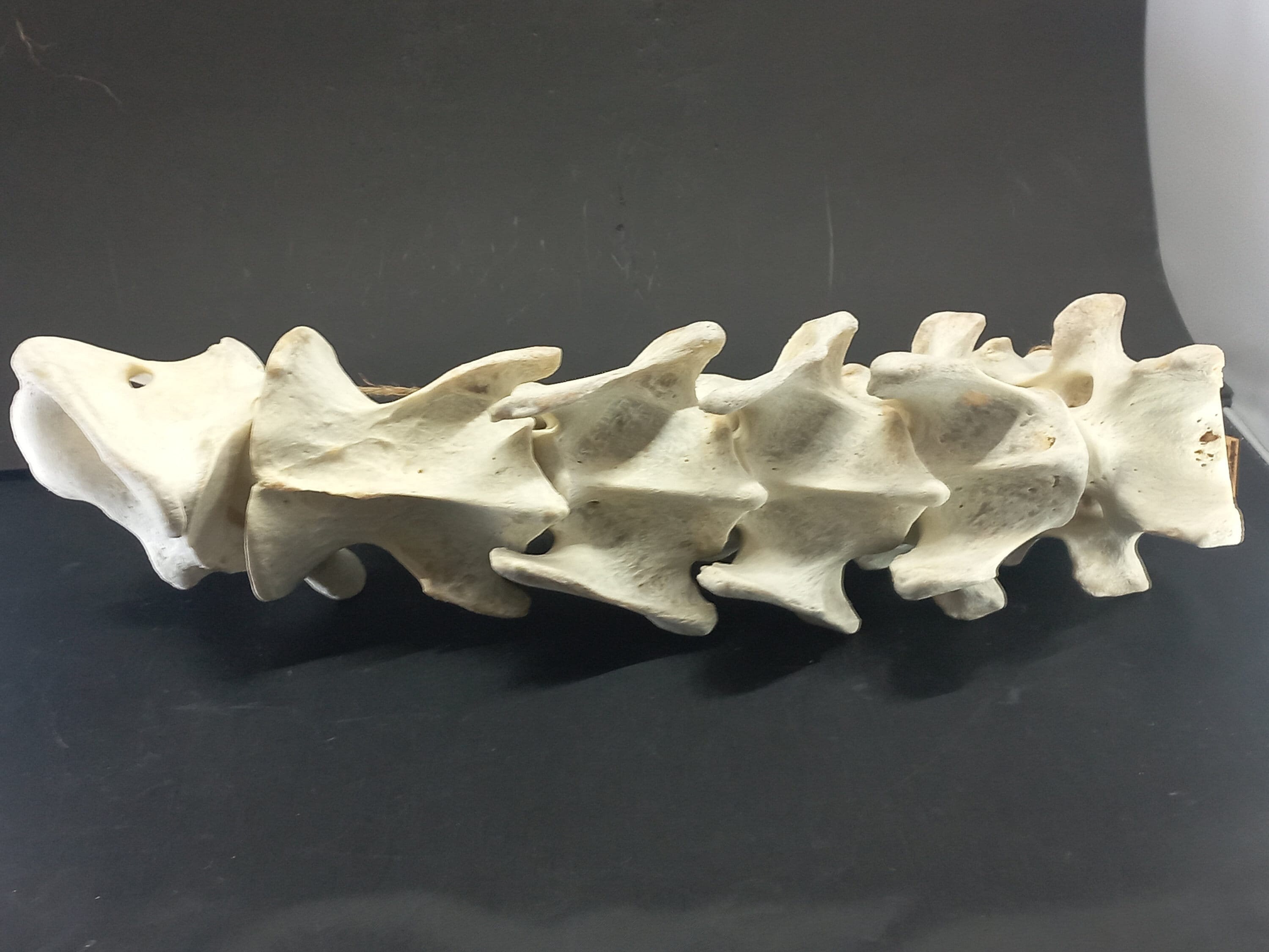Natural Cow Cervical Vertebrae Bones 6 Vertebrae Set Processed Cleaned ...