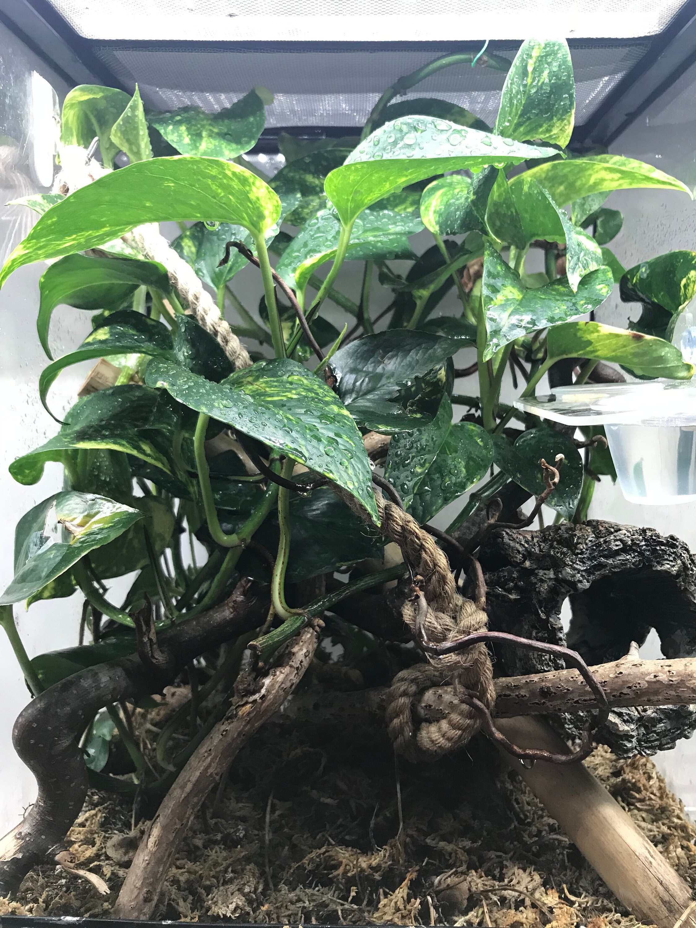 Pothos In Terrarium