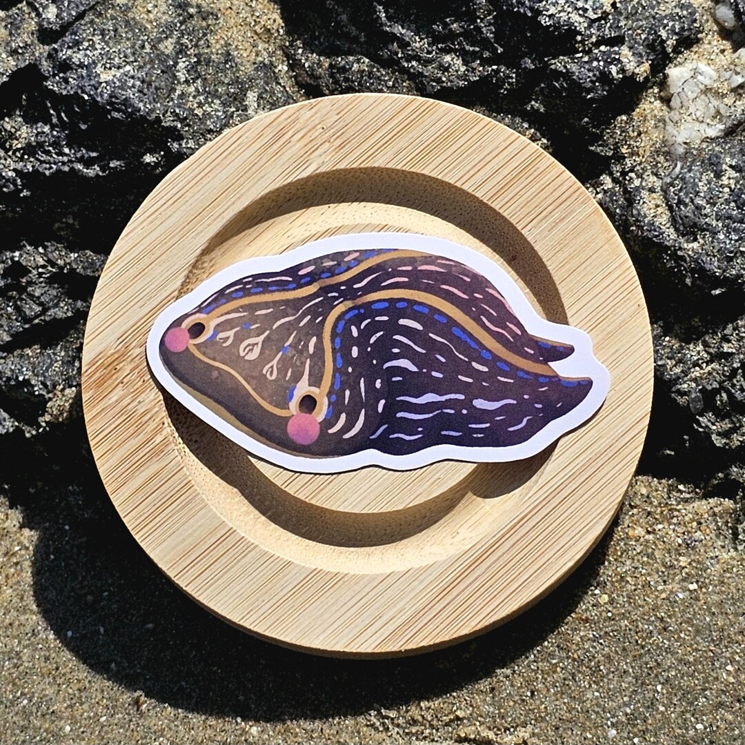 Nudibranch Sea Slug Sticker | California Aglaja (navanax Inermis) - Etsy