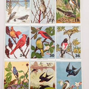 Vintage Bird Prints Art Numbered Illustrations Cards, SOLD INDIVIDUALLY ...