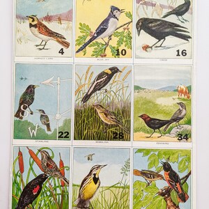 Vintage Bird Prints Art Numbered Illustrations Cards, SOLD INDIVIDUALLY ...