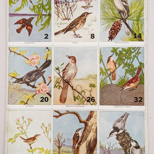 Vintage Bird Prints Art Numbered Illustrations Cards, SOLD INDIVIDUALLY ...