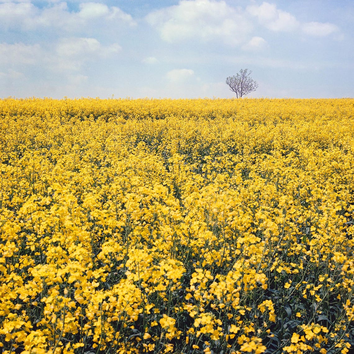 Yellow Field of Flowers - England - Etsy