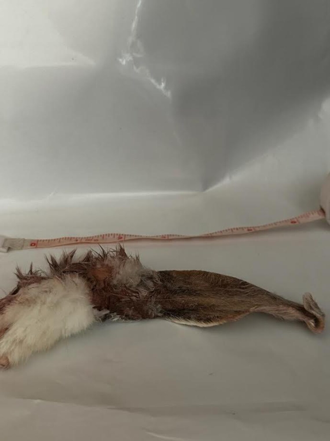 Dehydrated Rabbit Ears - Etsy