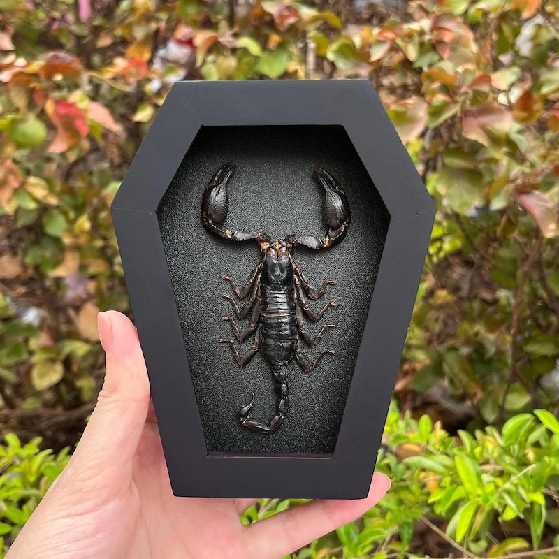 Gothic Coffin Display Box - Etsy