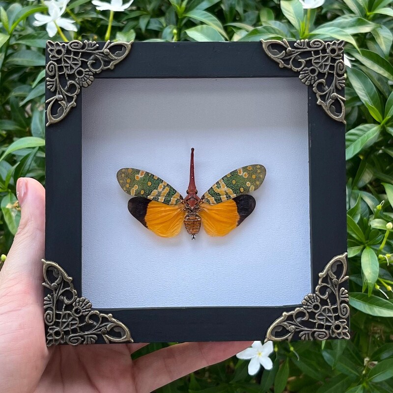 Framed Insects - Etsy