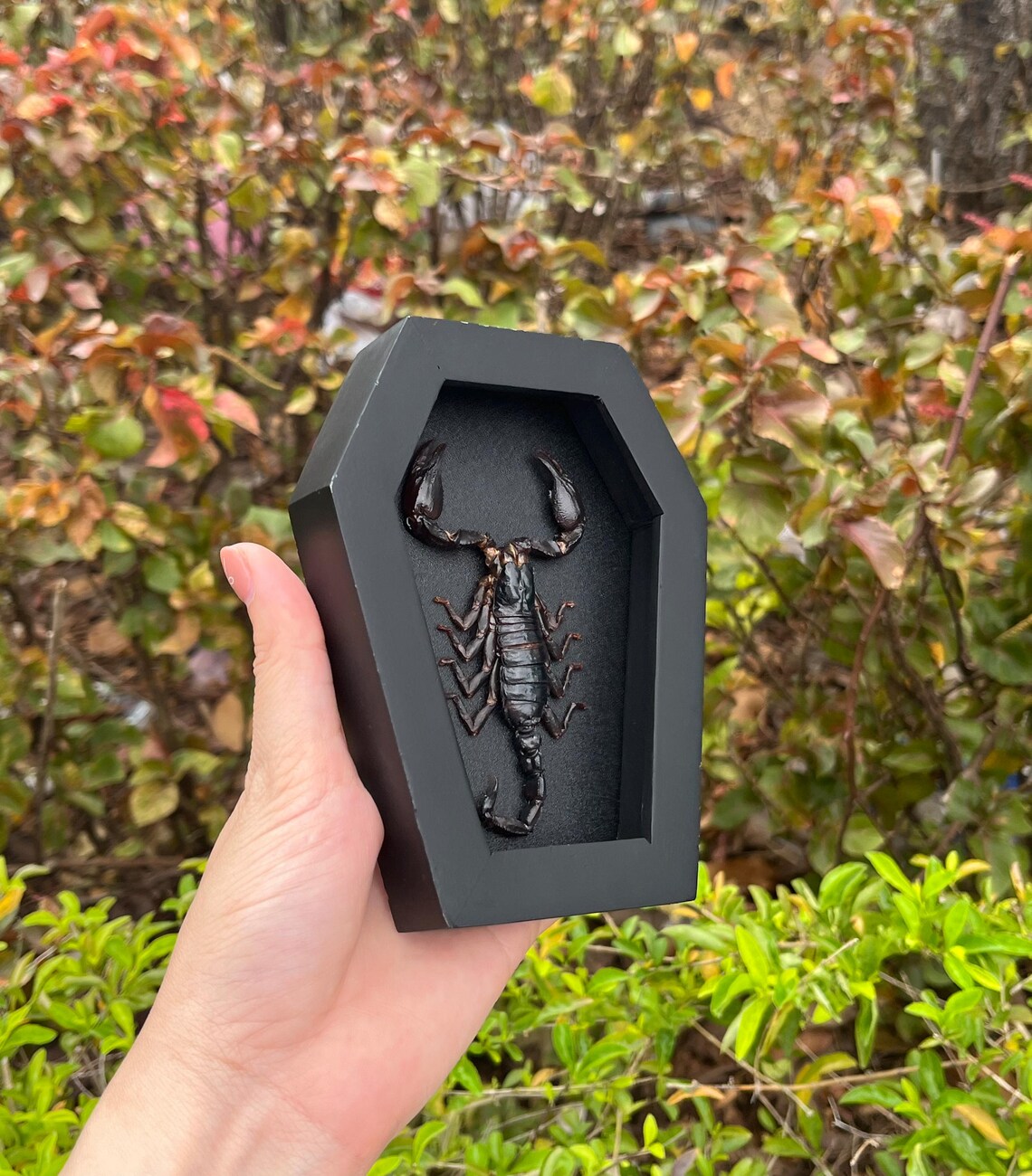 Scorpion Coffin Shadow Box, Insect Frame Taxidermy Curiosities Wall ...