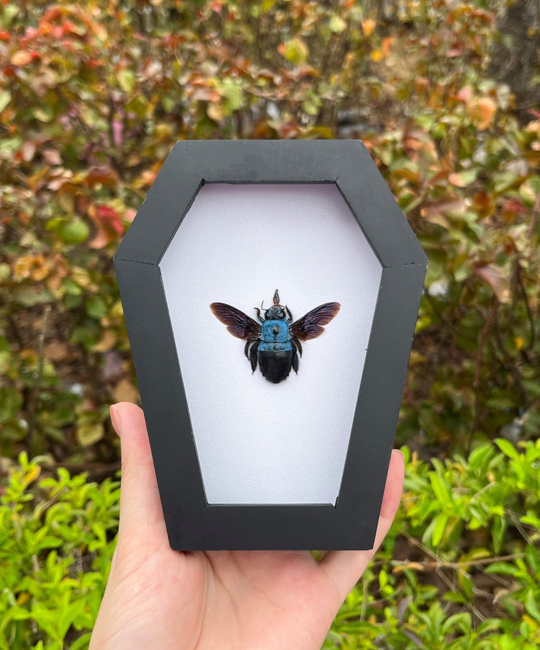 Blue Carpenter Bee Coffin Frame Shadow Box, Insect Bug Frame Taxidermy ...