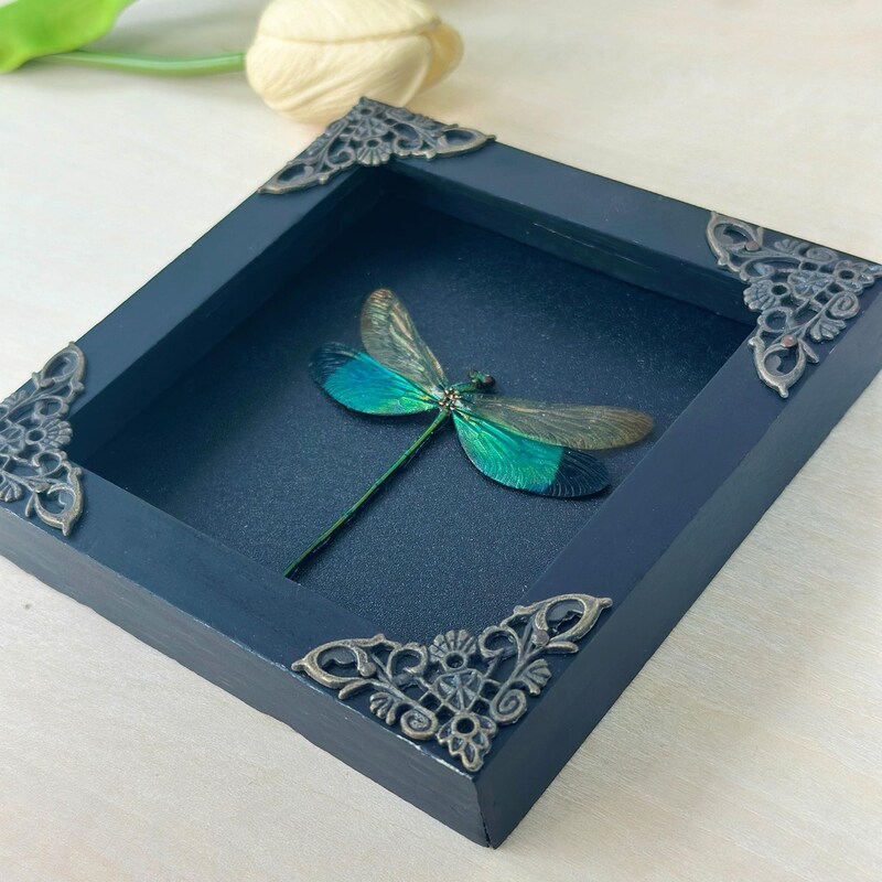 Insect Wall Art - Etsy