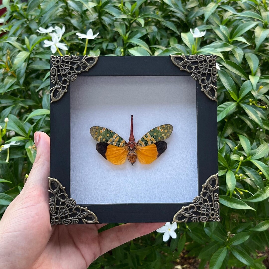 Real Lanternfly Framed Insect Taxidermy Oddities Decor Dried Bug ...