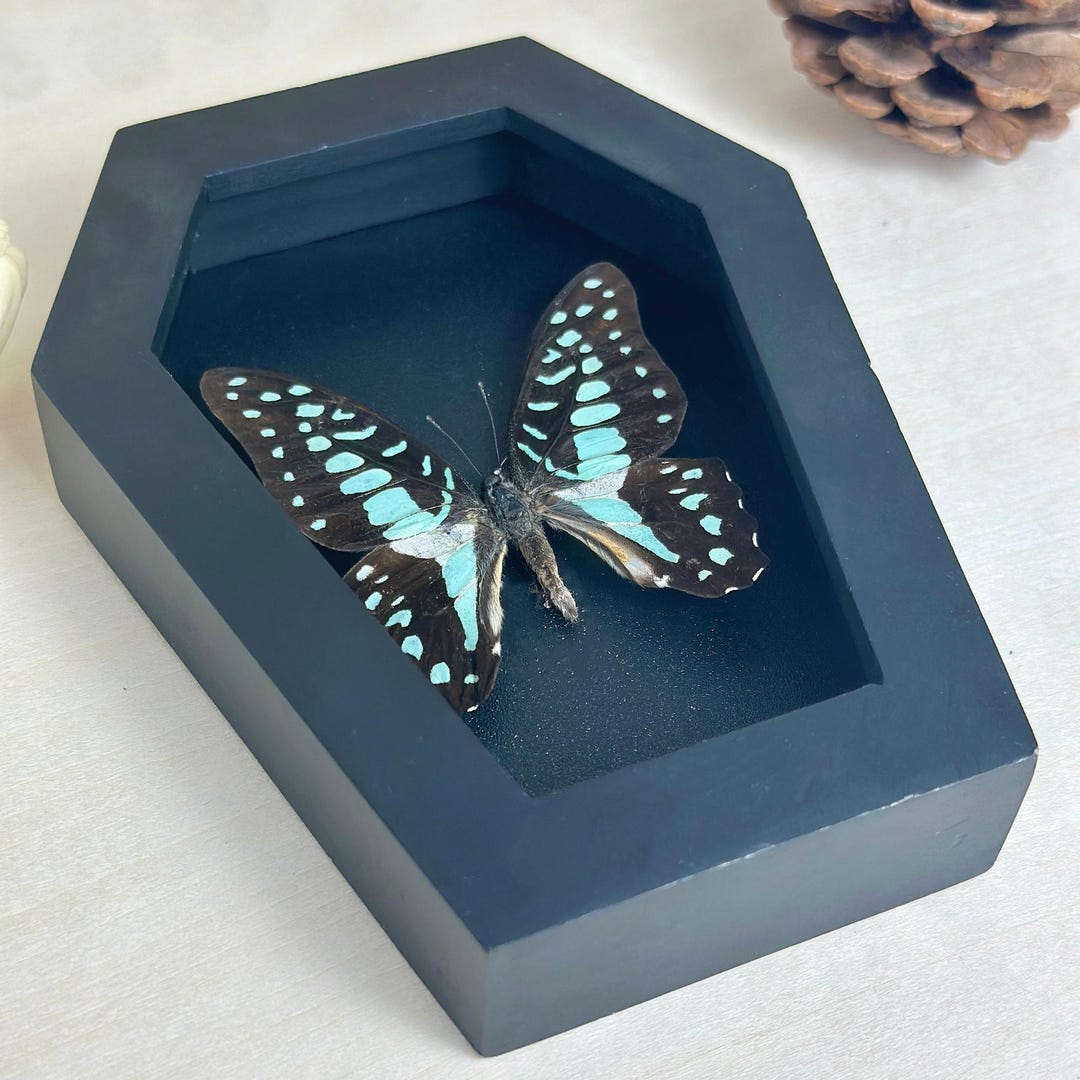 Butterfly Coffin Shadow Box, Taxidermy Insect Frame Oddities and ...